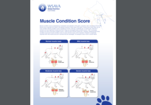 猫のMCS（マッスルコンディションスコア）とは？筋肉量でみる体型指標！BCSとの違いは？ | キャットフード勉強会