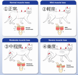 MCS（マッスルコンディションスコア）とは？猫の悪液質や衰弱の早期発見に役立つ | キャットフード勉強会